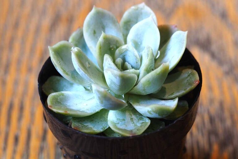 29 of the Best Blue Succulent Plants | Gardener’s Path