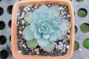 29 of the Best Blue Succulent Plants | Gardener’s Path