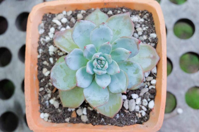 29 of the Best Blue Succulent Plants | Gardener’s Path
