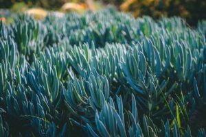 29 of the Best Blue Succulent Plants | Gardener’s Path