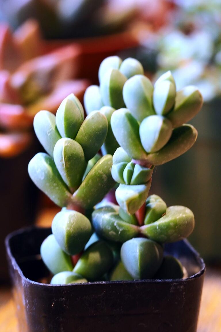 29 of the Best Blue Succulent Plants | Gardener’s Path