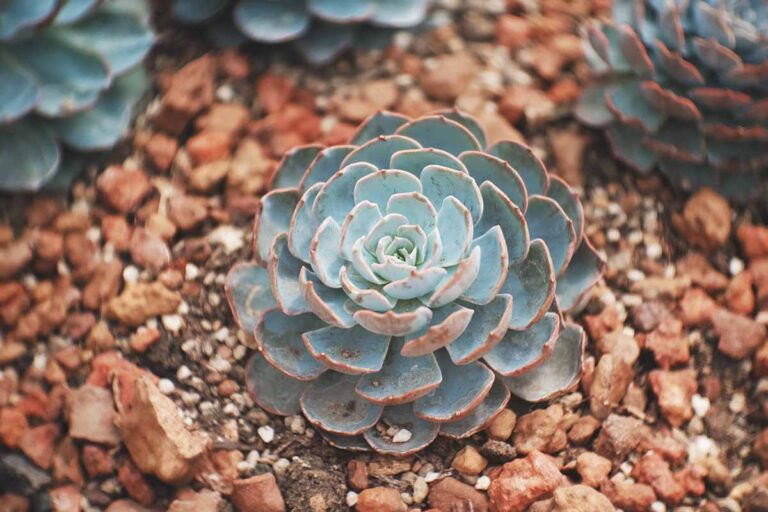 29 of the Best Blue Succulent Plants | Gardener’s Path