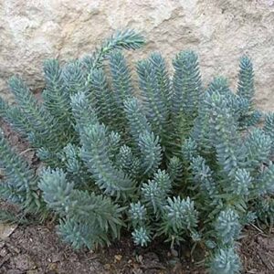 29 of the Best Blue Succulent Plants | Gardener’s Path