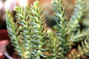 29 of the Best Blue Succulent Plants | Gardener’s Path
