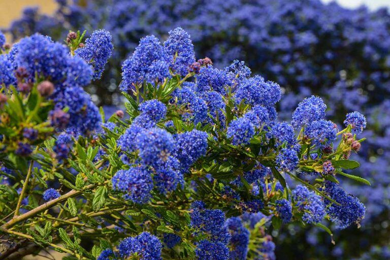 How to Grow and Care for Ceanothus (California Lilac)