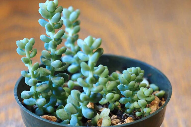 29 of the Best Blue Succulent Plants | Gardener’s Path