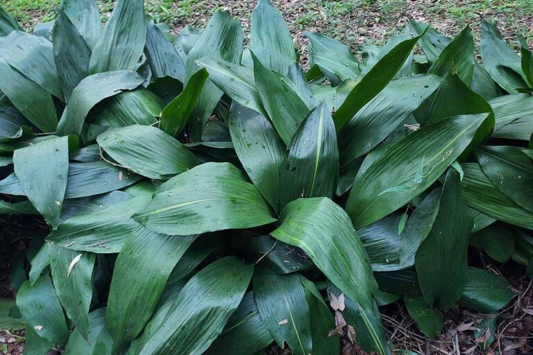 Tips for Growing Cast Iron Plants (Aspidistra) Outdoors