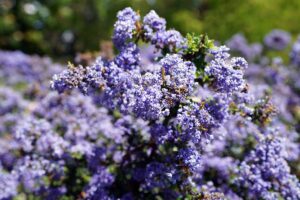 How to Grow and Care for Ceanothus (California Lilac)
