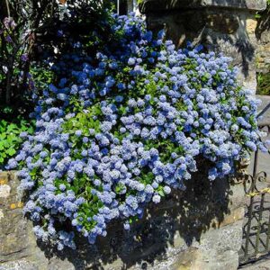 How to Grow and Care for Ceanothus (California Lilac)
