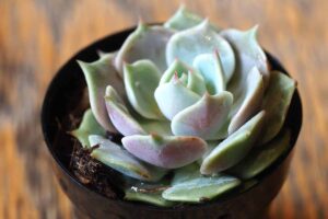 29 of the Best Blue Succulent Plants | Gardener’s Path