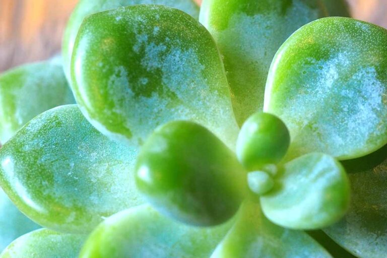 29 of the Best Blue Succulent Plants | Gardener’s Path