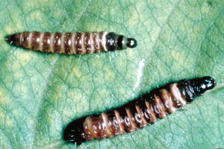 How to Identify and Control 9 Common Plum Pests