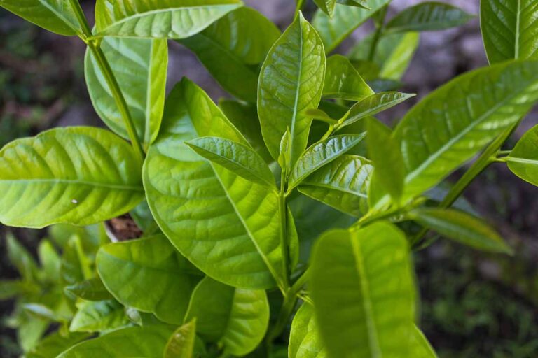 Learn About 9 Types of Bay Trees | Gardener’s Path