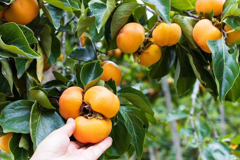 When and How to Fertilize Persimmons | Gardener’s Path