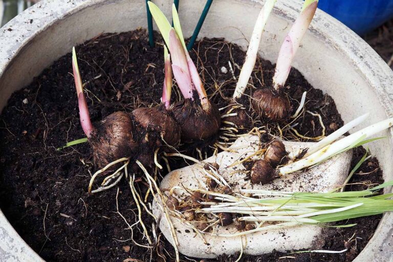 Why Gladiolus May Fail to Bloom | Gardener's Path