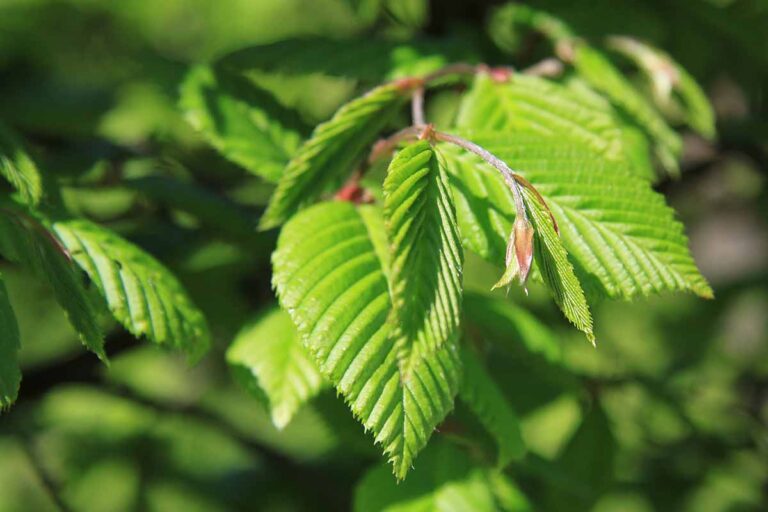 Learn About Dutch Elm Disease | Gardener’s Path