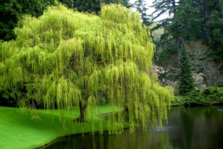 When and How to Prune a Weeping Willow | Gardener’s Path