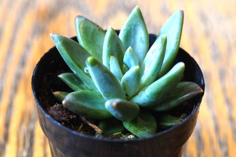 29 of the Best Blue Succulent Plants | Gardener’s Path