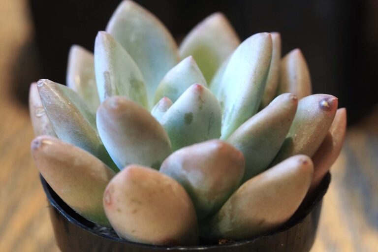 29 of the Best Blue Succulent Plants | Gardener’s Path