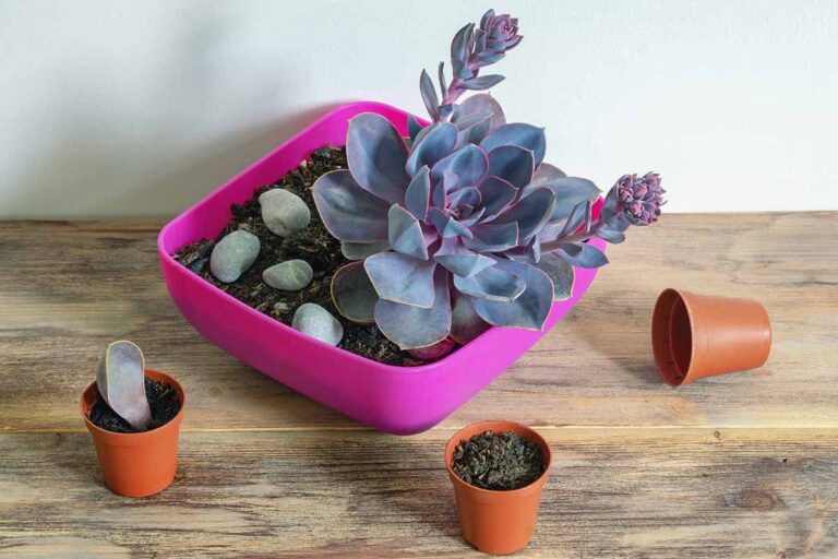 29 of the Best Blue Succulent Plants | Gardener’s Path