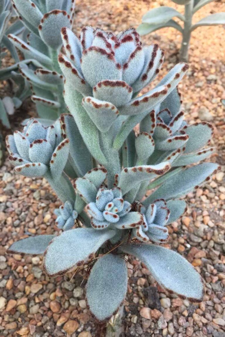 29 of the Best Blue Succulent Plants | Gardener’s Path