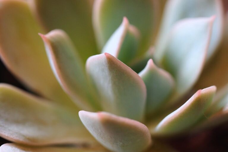 29 of the Best Blue Succulent Plants | Gardener’s Path