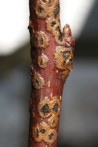 How to Identify and Treat Pear Scab | Gardener’s Path