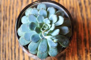 29 of the Best Blue Succulent Plants | Gardener’s Path