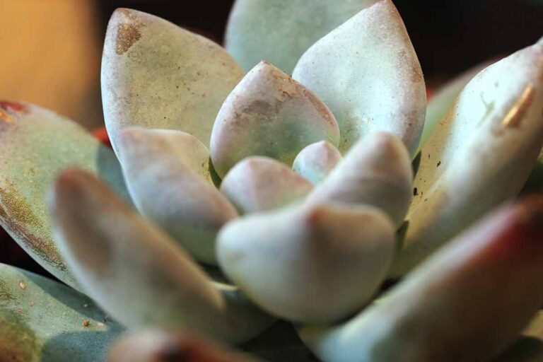 29 of the Best Blue Succulent Plants | Gardener’s Path