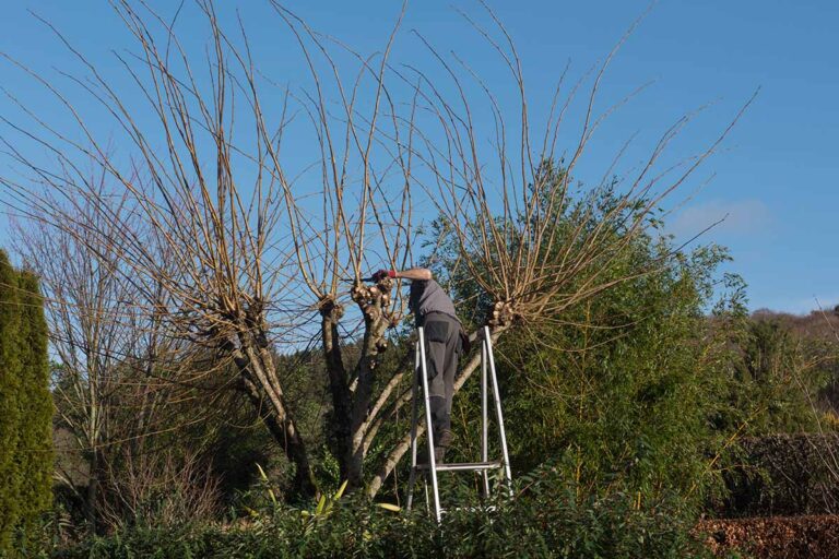 Learn About Dutch Elm Disease | Gardener’s Path