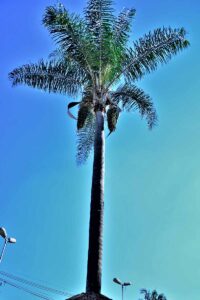 How to Grow and Care for Queen Palms | Gardener’s Path