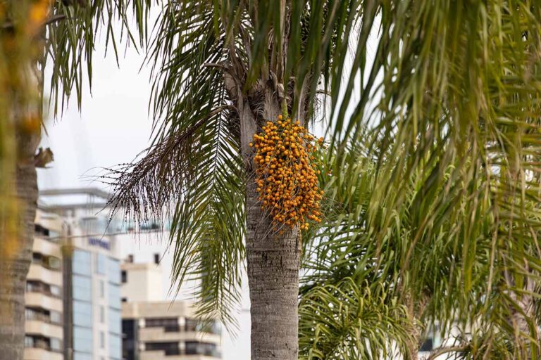 How to Grow and Care for Queen Palms | Gardener’s Path