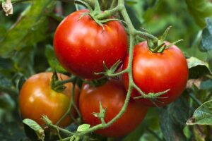 How to Identify and Prevent Sunscald on Tomatoes