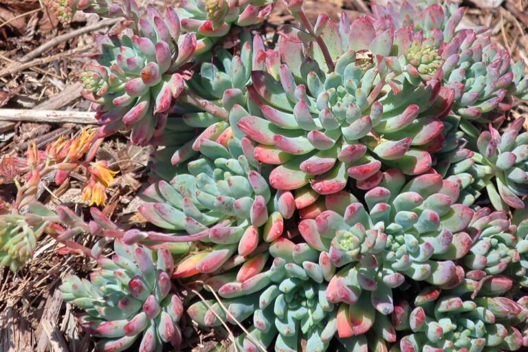 29 of the Best Blue Succulent Plants | Gardener’s Path