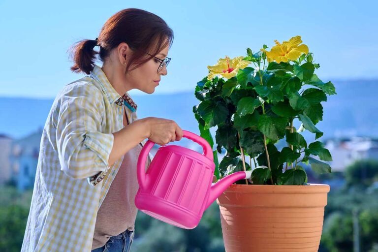 11 Reasons (and Solutions!) for Yellow Hibiscus Leaves