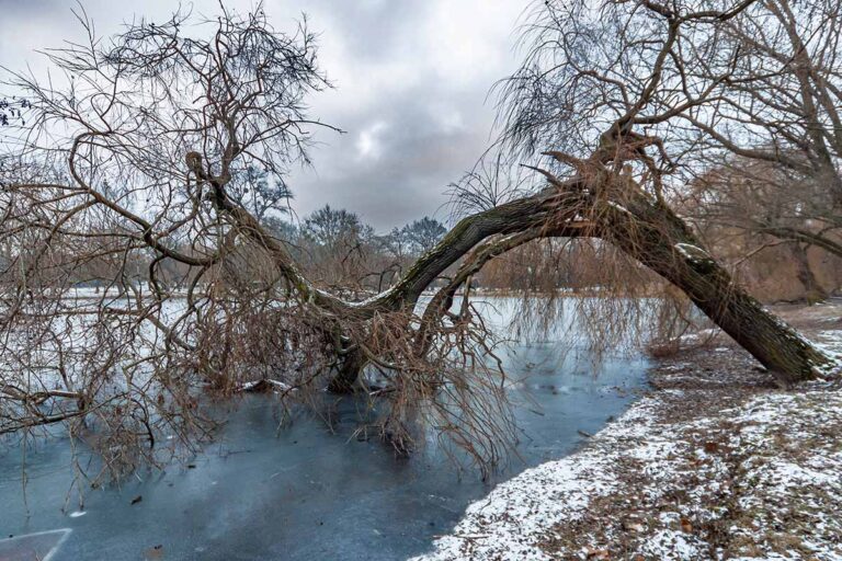 When and How to Prune a Weeping Willow | Gardener’s Path