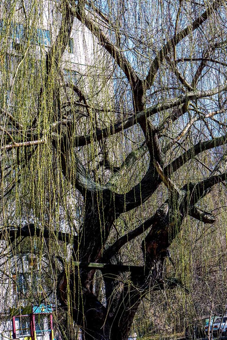 When and How to Prune a Weeping Willow | Gardener’s Path