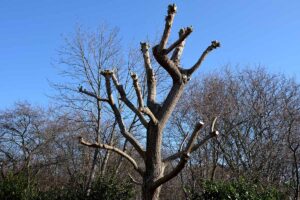 When and How to Prune a Weeping Willow | Gardener’s Path