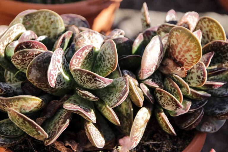 21 of the Best Red Succulent Plants | Gardener’s Path