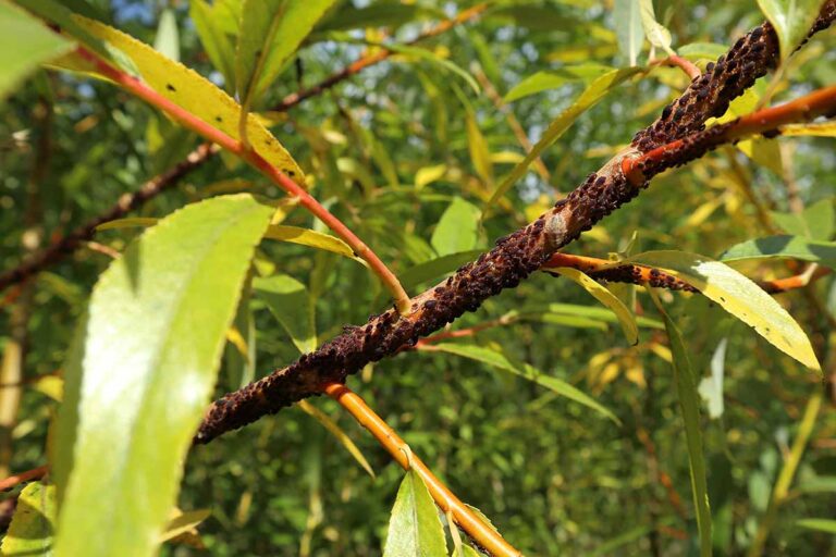 How To Grow And Care For Pussy Willow Gardeners Path