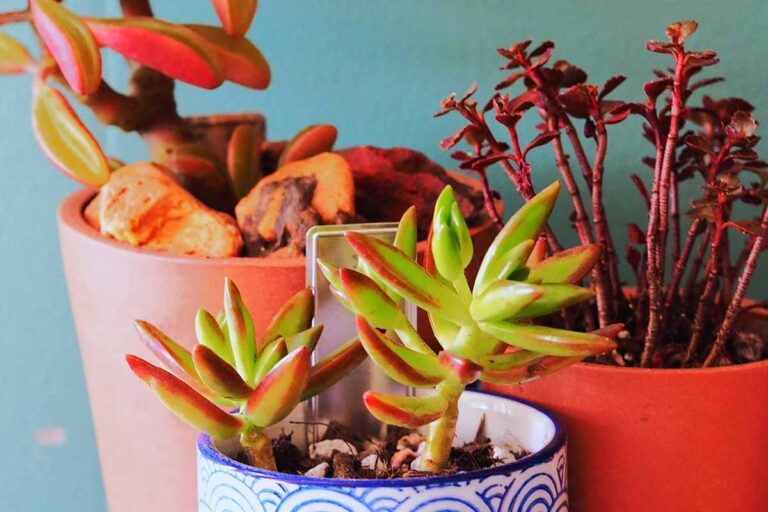 21 of the Best Red Succulent Plants | Gardener’s Path