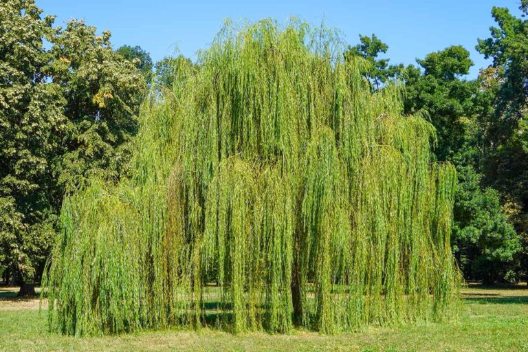 13 of the Best Willow Trees for the Home Landscape