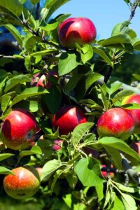 Tips for Growing ‘McIntosh’ Apples | Gardener’s Path