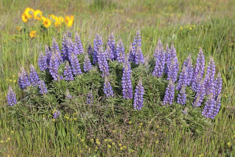 How to Grow and Care for Lupines | Gardener’s Path