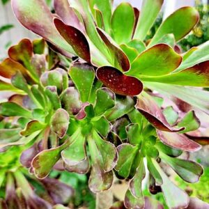 21 of the Best Red Succulent Plants | Gardener’s Path