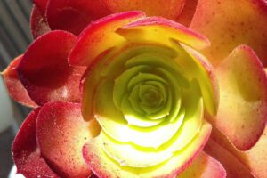 21 of the Best Red Succulent Plants | Gardener’s Path