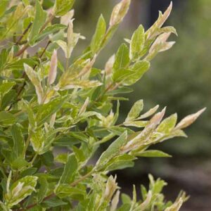 13 of the Best Willow Trees for the Home Landscape