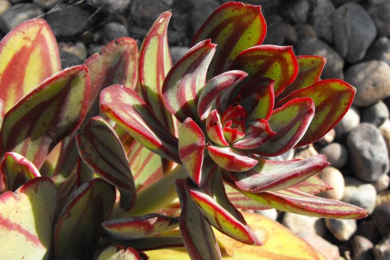 21 of the Best Red Succulent Plants | Gardener’s Path