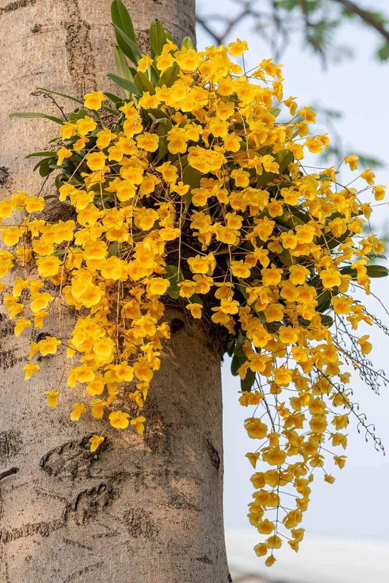 How to Choose the Right Containers for Orchids | Gardener’s Path