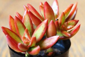 21 of the Best Red Succulent Plants | Gardener’s Path